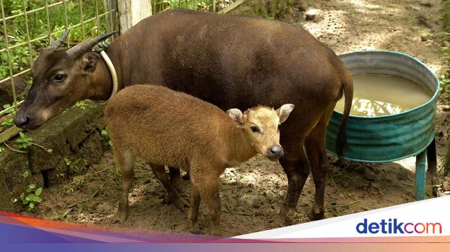 Mengenal Garis Pemisah Fauna Indonesia Timur dan Tengah