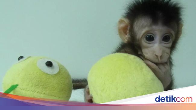 Ini Monyet Kloningan Pertama di Dunia dengan Teknik Domba Dolly