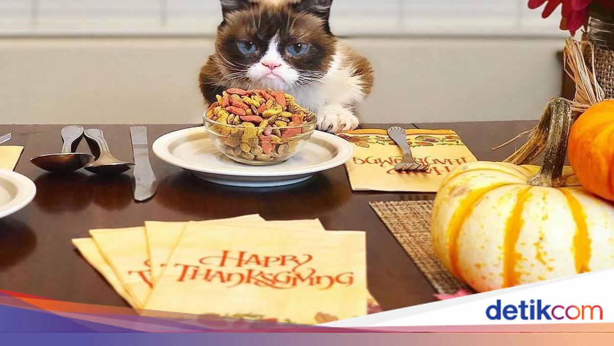 Wow, ' Grumpy Cat ' Kini Jadi Kucing Terkaya di Dunia!