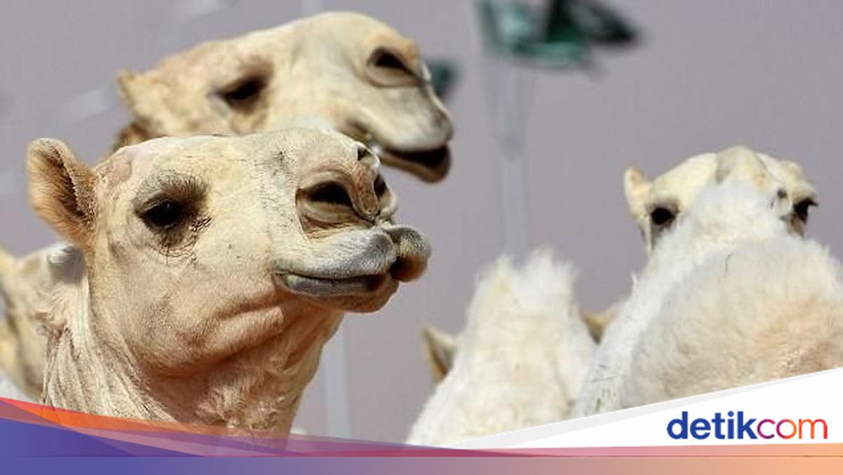 Puluhan Unta Dilarang Ikut Kontes Kecantikan di Arab Saudi Gegara ...