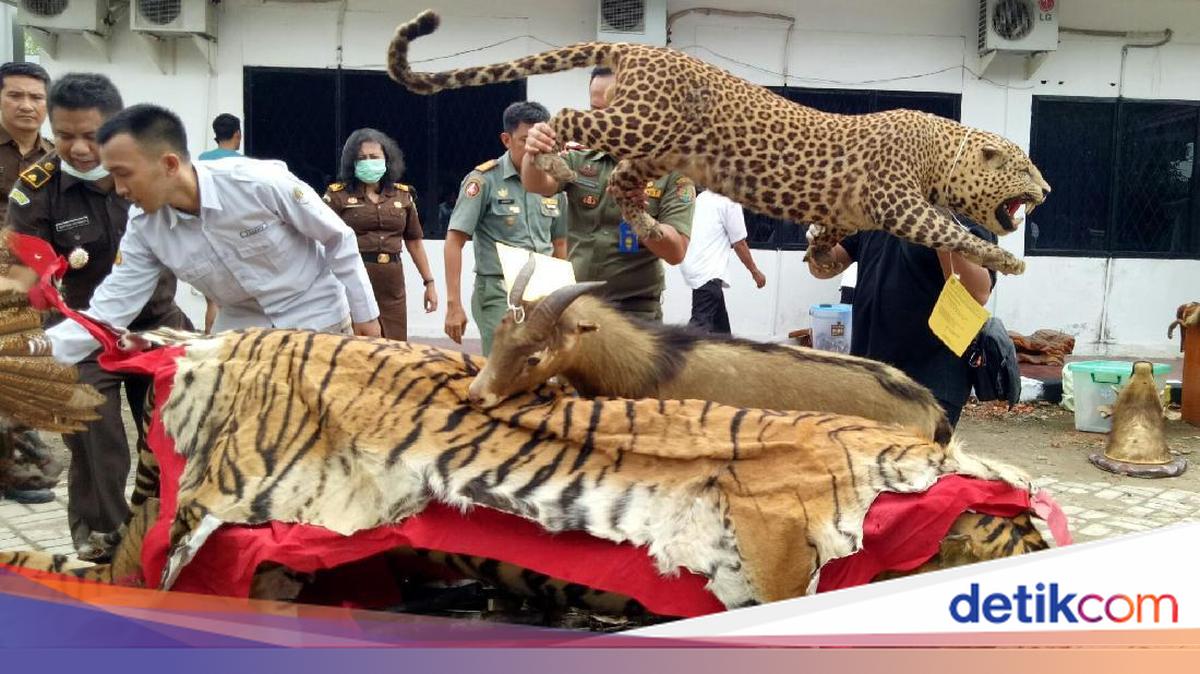 BKSDA Sumsel Musnahkan Satwa Dilindungi yang Sudah Diawetkan