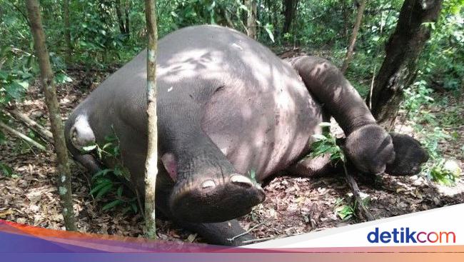 Seekor Gajah Mati di Way Kambas dengan 5 Lubang di Tubuhnya