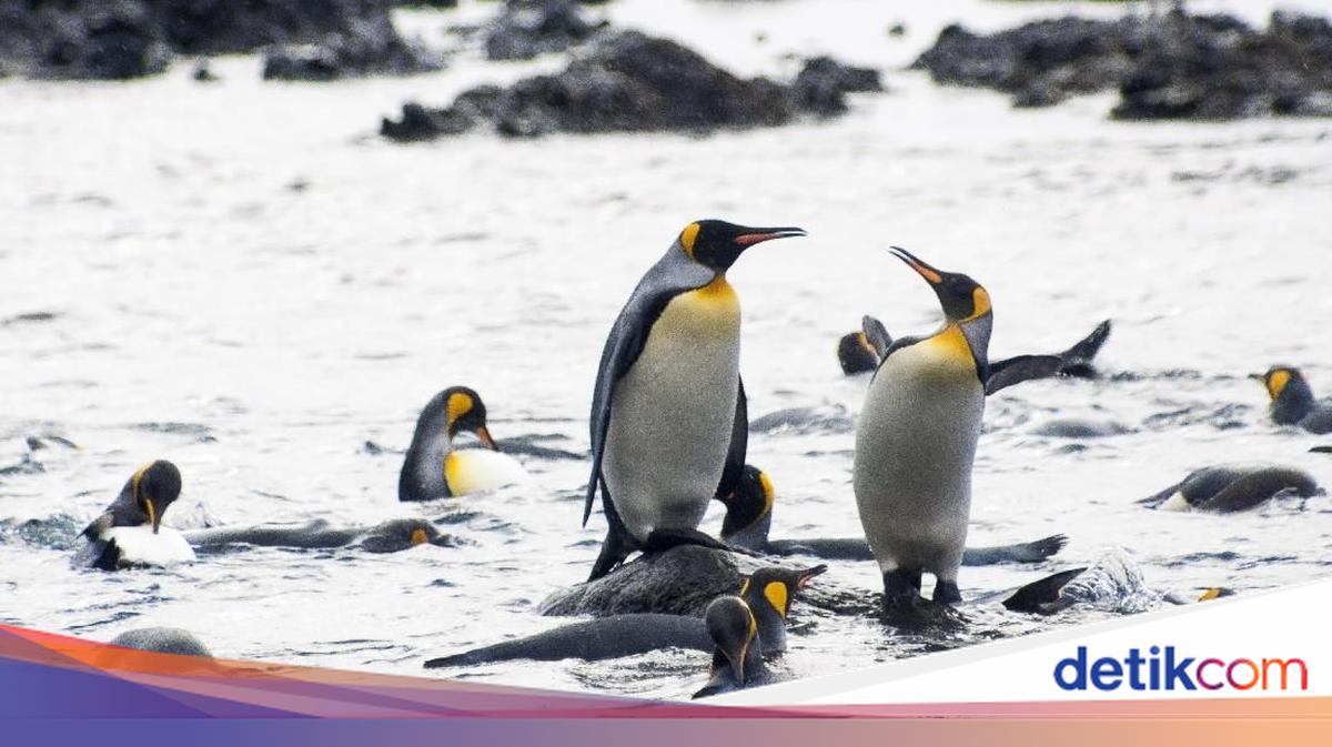 Pulau Berisi Penguin Kena Tarif Donald Trump, Kok Bisa?