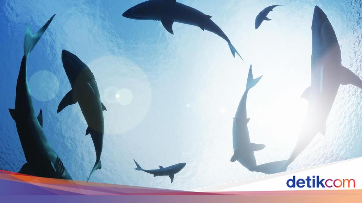 Liburan Berubah Jadi Tragedi, Wanita AS Tewas Digigit Hiu