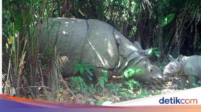 4 Badak Jawa Lahir Sepanjang 2019 di Ujung Kulon 4 Badak Jawa Lahir Sepanjang 2019 di Ujung Kulon