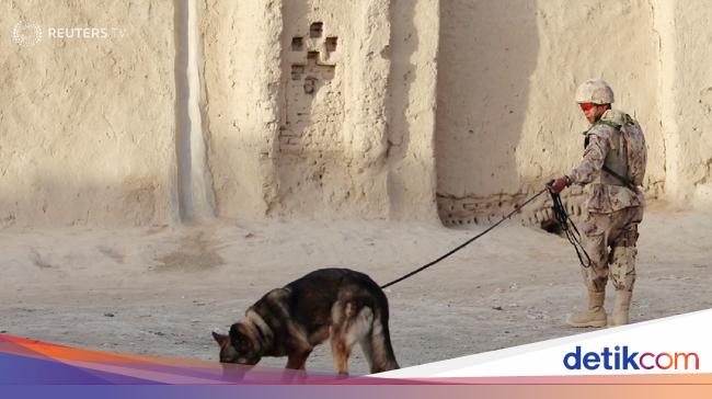 Israel Akui Telantarkan Pria Down Syndrome yang Tewas Diserang Anjing ...