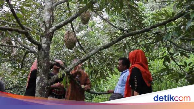 Tips Agar Pohon Durian Cepat Berbuah, Simak Cara dan Tekniknya