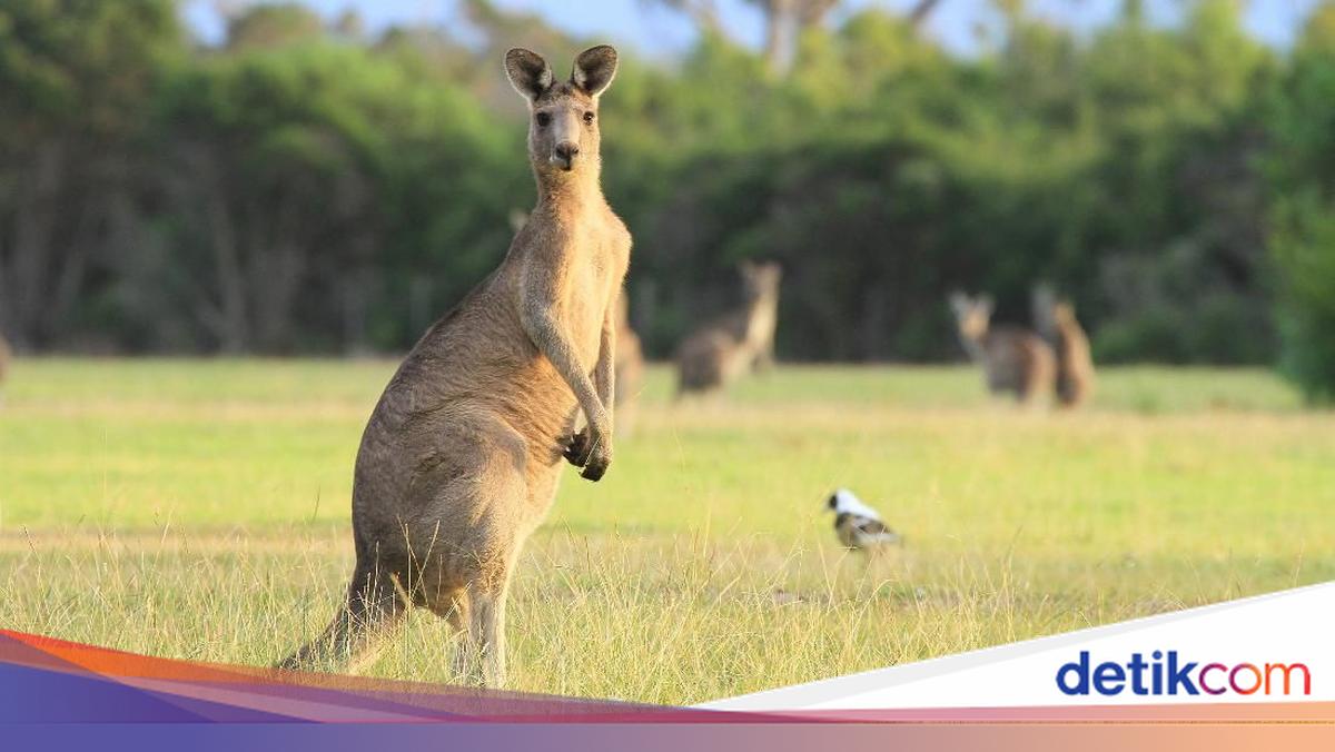 Kanguru Zaman Es Beratnya 250 Kg Tapi Masih Bisa Lompat, Kok Bisa?