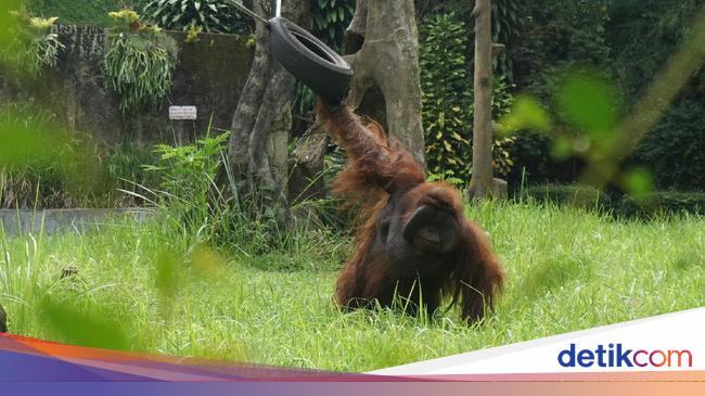 Begini Kondisi Ozon Usai Isap Rokok yang Dilempar Pengunjung