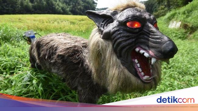 Penjaga Sawah Seram di Jepang: Serigala Monster Vs Kepala Manekin