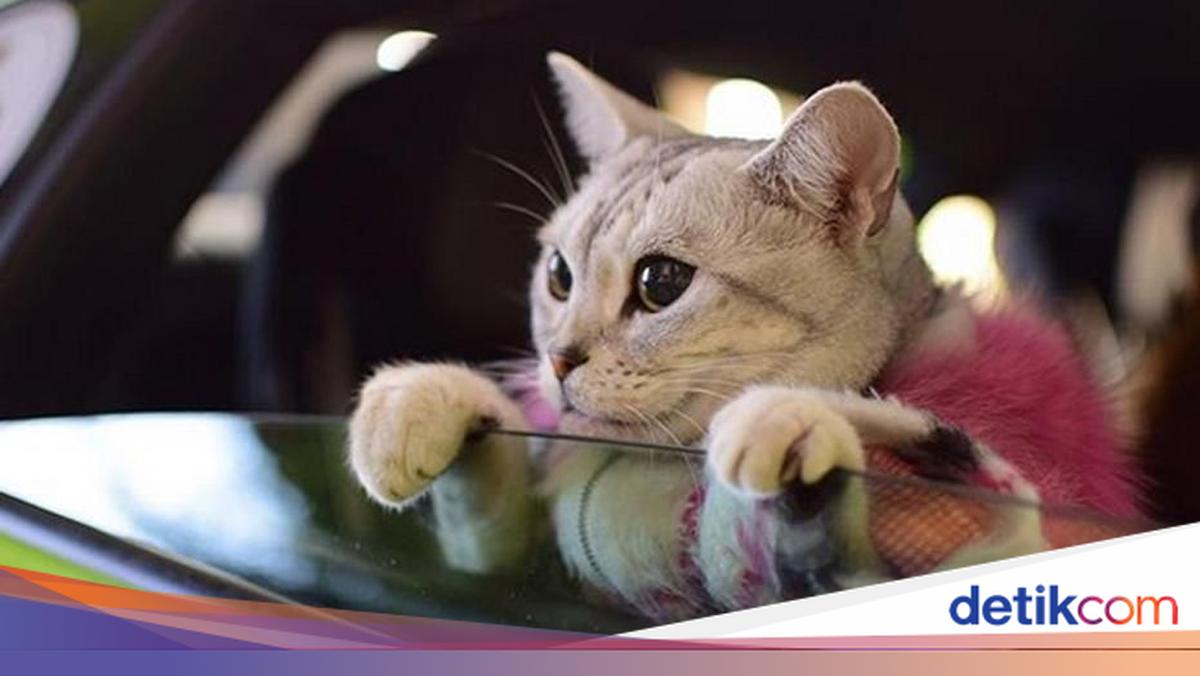 Mengenal Kucing American Shorthair, Ini Ciri-ciri Hingga Cara Merawatnya