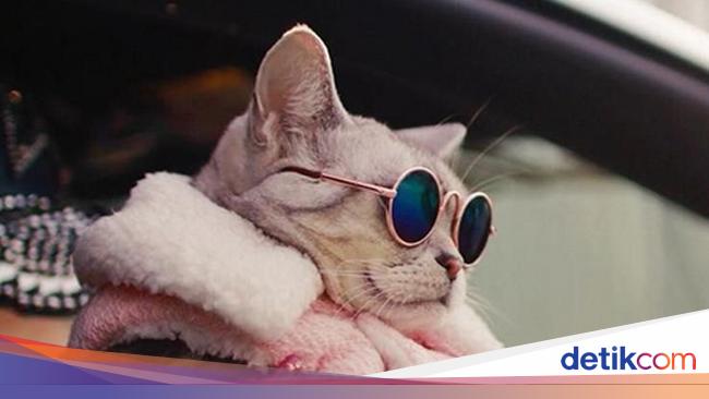 8 Kucing Rambut Pendek yang Bisa Kamu Pelihara di Rumah, Bikin Gemas!