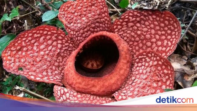 Sejarah Penemuan Rafflesia Arnoldii, Ternyata Pertama Kali Dilihat di ...