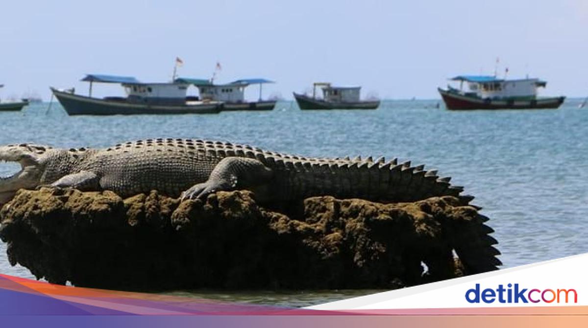 Selain Badak Jawa, Ujung Kulon Juga Jadi Habitat Buaya Muara