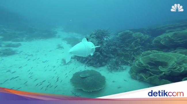 Foto: Melihat Ikan Robot Meliuk-liuk di Perairan Fiji
