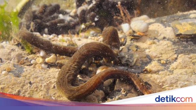 Benci Kecoak? Racun Cacing Berlendir Ini Bisa Jadi Jawabannya