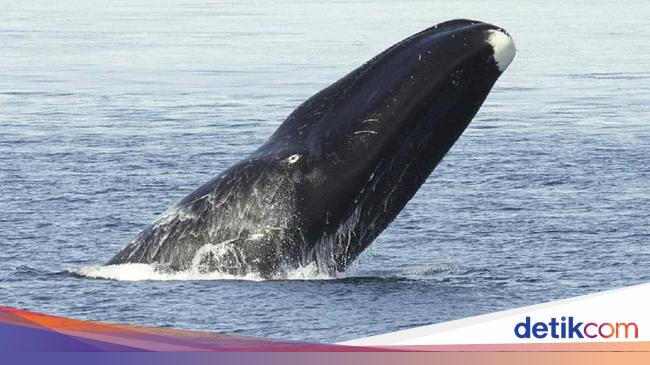 10 Hewan yang Hidup Paling Lama di Dunia, Ada yang Bisa Abadi