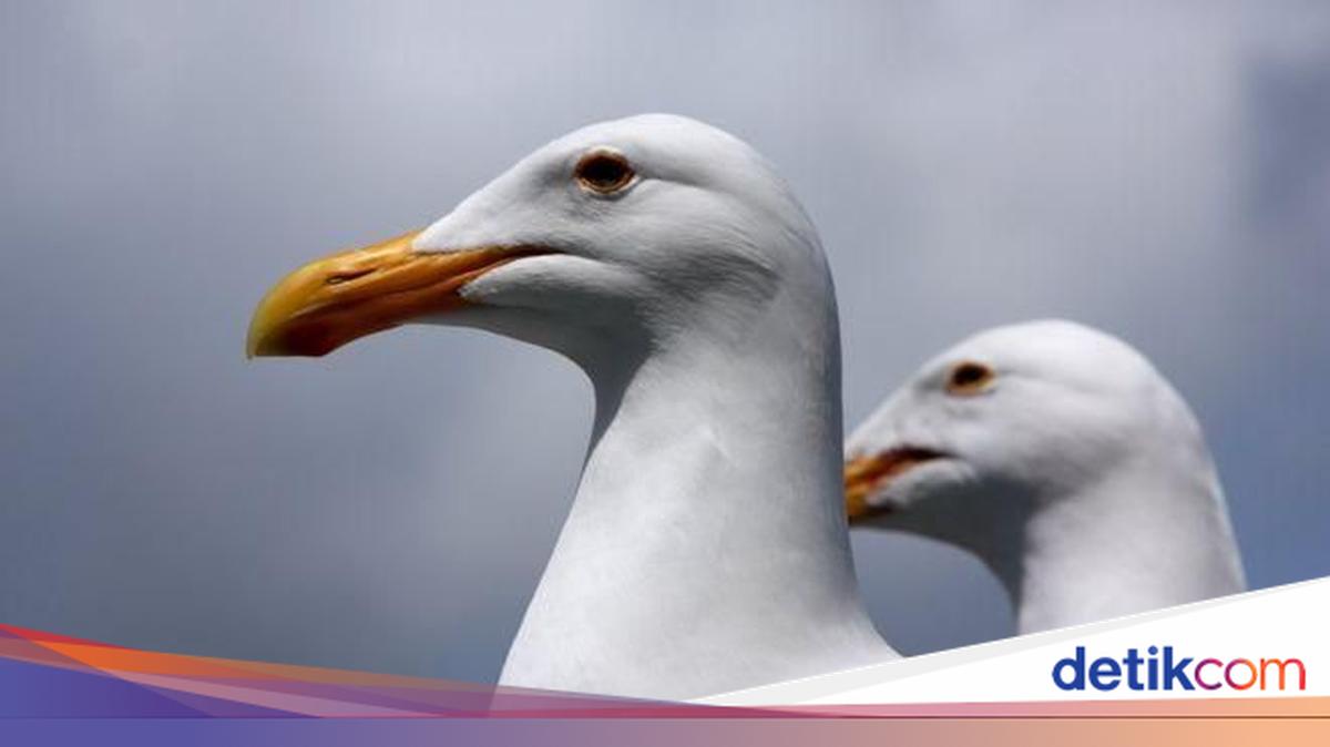 Viral Turis Tangkap Burung Camar demi Konten, Netizen Berang!