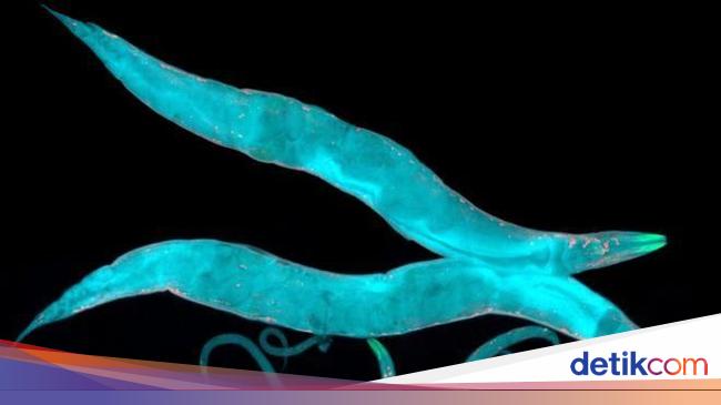 Ribuan Cacing Dikirim ke Luar Angkasa untuk Meneliti Otot