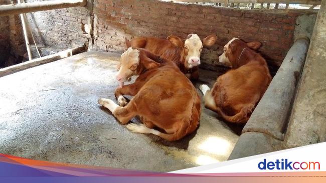 Kocak! Penghuni Apartemen Pelihara 7 Sapi di Balkon, Tetangga: Berisik ...