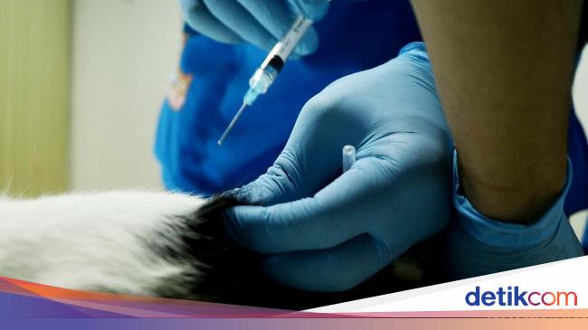 Catat! Ini Gejala Rabies yang Kamu Perlu Tahu