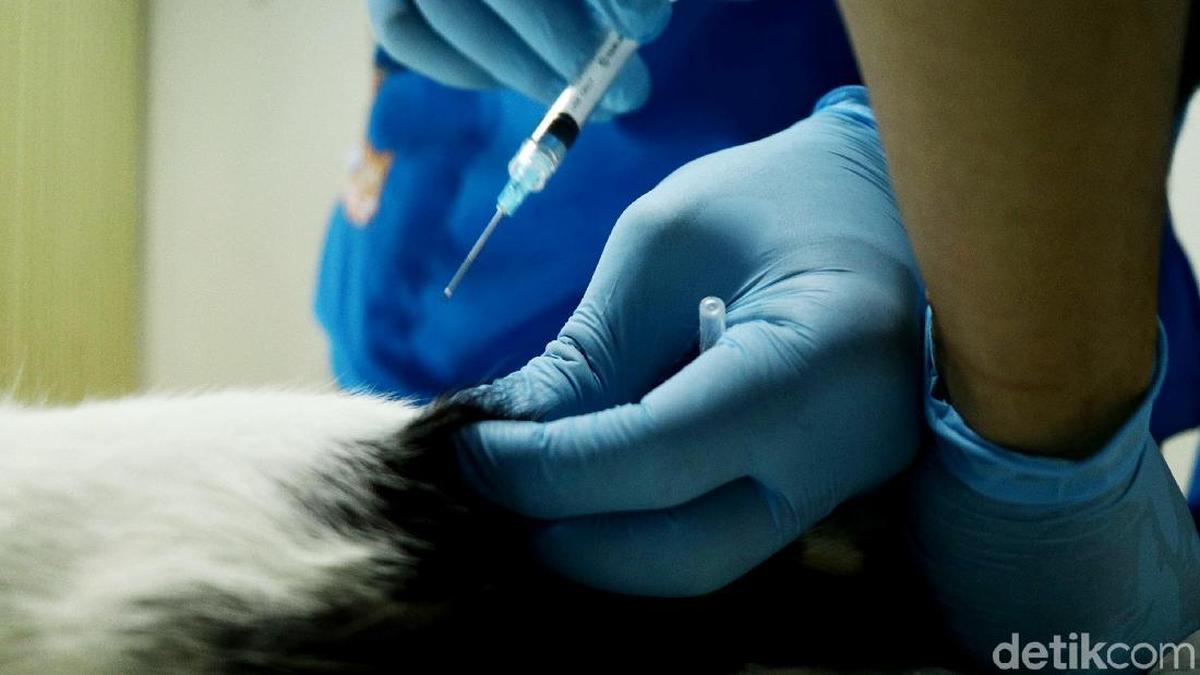 Catat! Ini Gejala Rabies yang Kamu Perlu Tahu