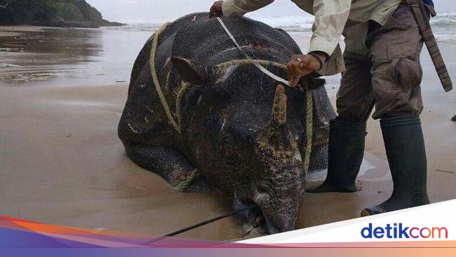 Potret Samson, Badak Jawa yang Mati di Ujung Kulon