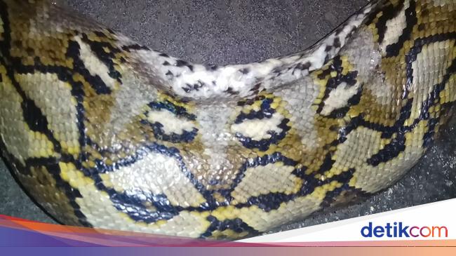 Viral Video Katak Tebu Menumpang di Ular Piton Viral Video Katak Tebu Menumpang di Ular Piton
