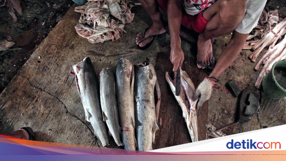 Apakah Ikan Hiu Halal Dimakan? Begini Penjelasan Ulama