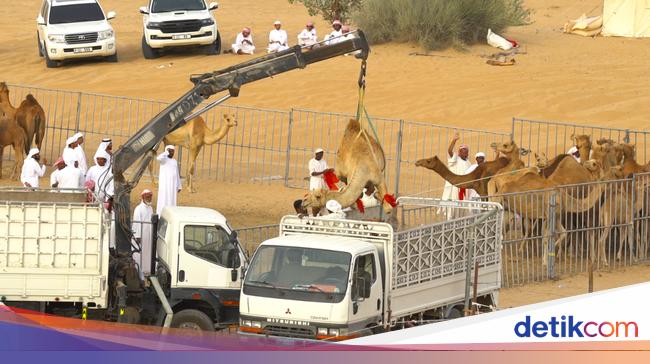 Uniknya Balap Unta di Dubai