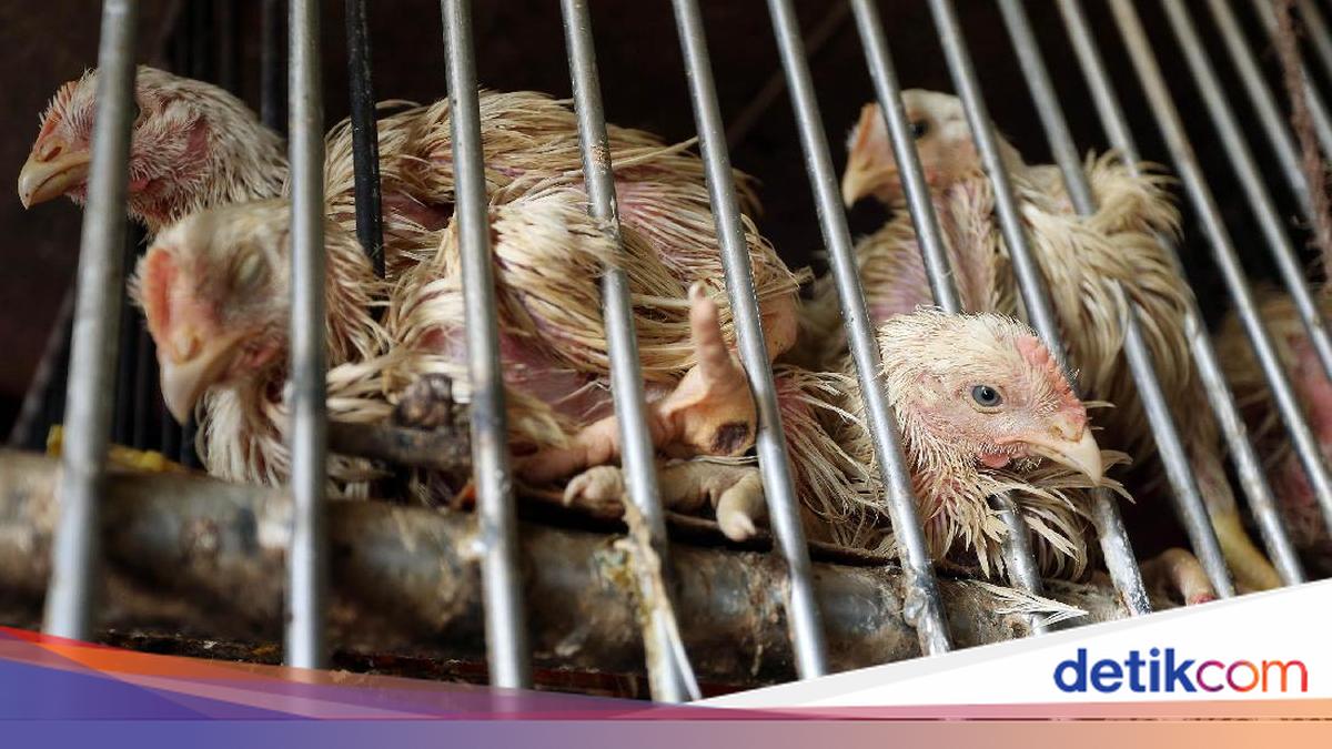 Ramadan, Harga Ayam Potong Terus Meroket