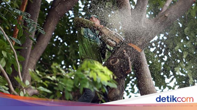 Kalender Jawa Selasa Pahing 13 Agustus 2024: Hati-hati Tebang Pohon