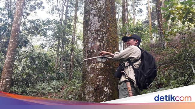 Mengunjungi Hutan Meranti di Gunung Dawu Bogor