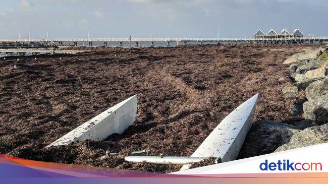 Foto: Sampah Rumput Laut di Dermaga Busselton yang Bau Menyengat