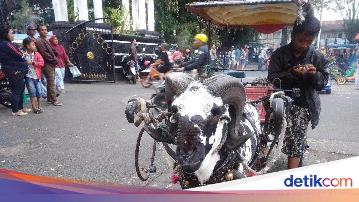 Delman Domba Jadi Primadona Warga Garut Saat Ngabuburit