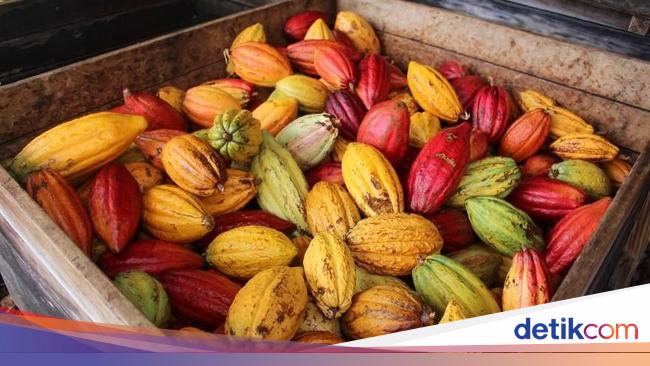 Mengintip Proses Pembuatan Coklat, dari Biji hingga Siap Santap