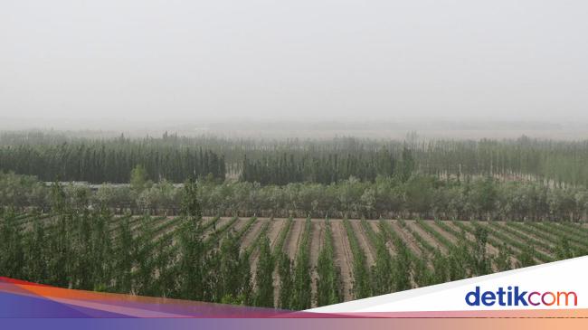 Foto: Cuma di China, Ladang Anggur di Tengah Gurun Gobi