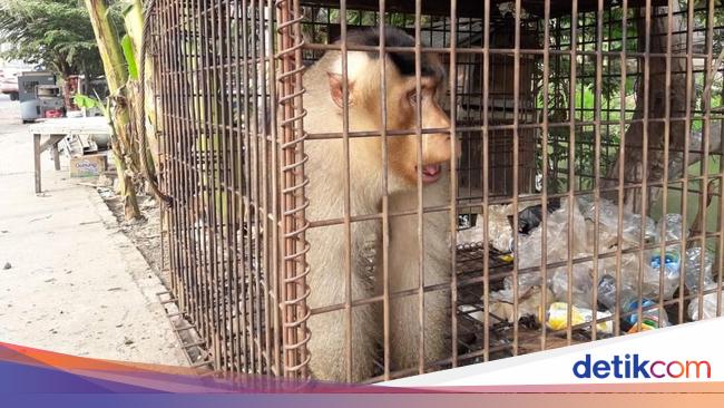 BKSDA Sumbar Lepasliarkan 2 Beruk Mentawai Jantan ke Hutan Wisata Alam