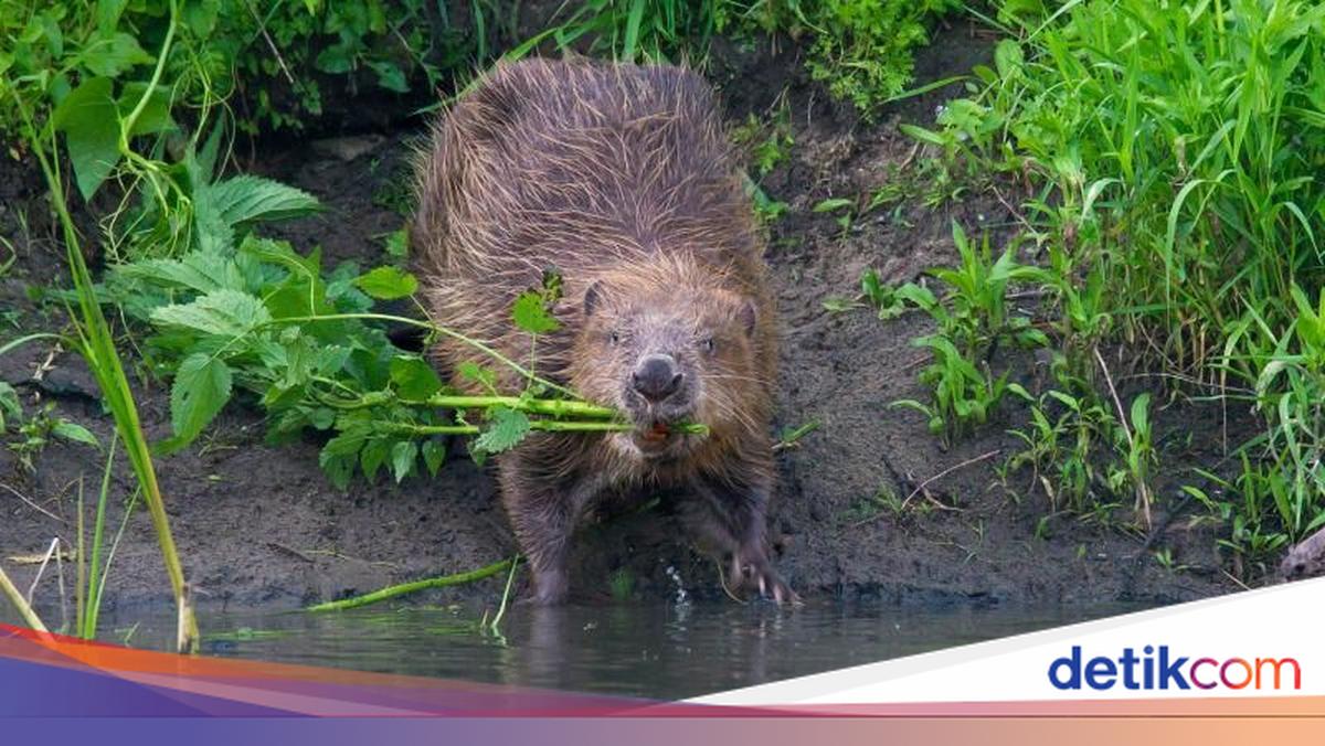 Ilmuwan Sebut Berang-berang Bisa Membantu Mengatasi Perubahan Iklim ...