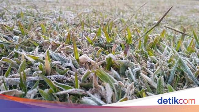 Embun Salju di Dieng Turun Semakin Tebal dan Meluas