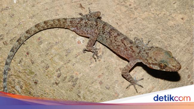 10 Cara Mengusir Cicak dari Rumah yang Efektif
