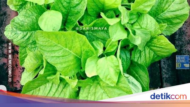 Dari Bawang Sampai Bayam, 10 Meme Sayur Ini Bikin Senyum!