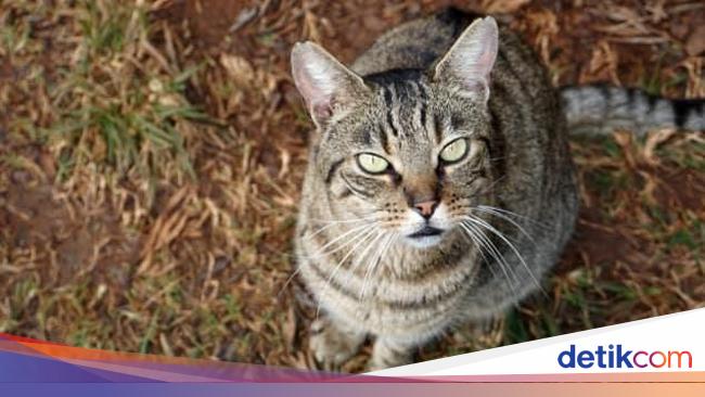 4 Shelter Kucing di Bandung, Warga Bisa Adopsi