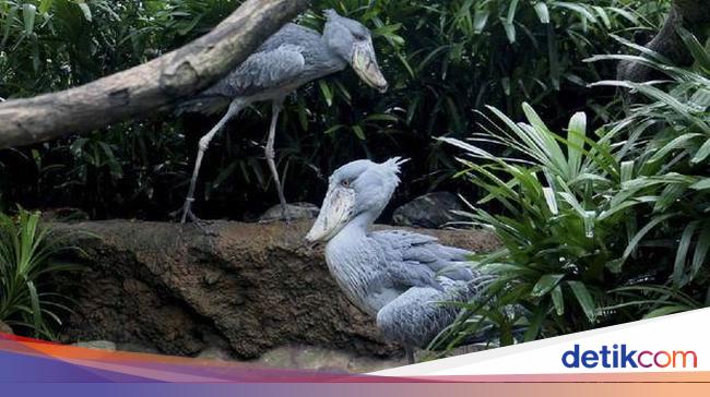 Ada Burung Purba Hidup di Singapura, Ini Wujudnya