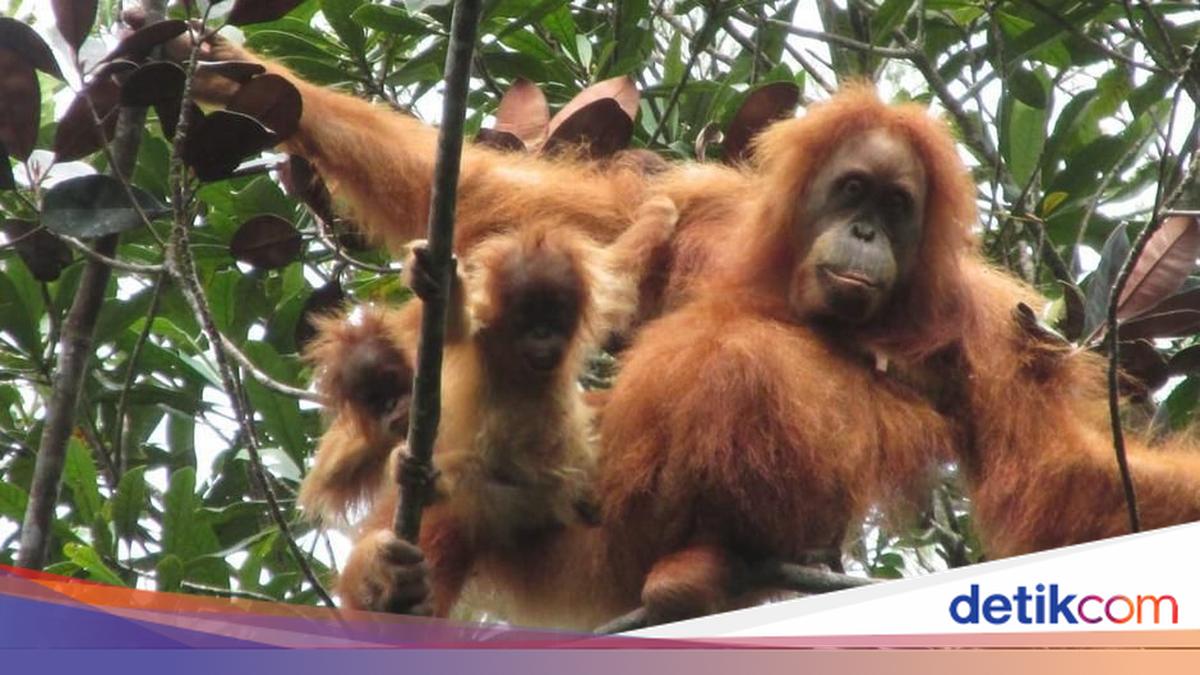 Hari Primata Indonesia: Menyelamatkan Orangutan Tapanuli dari Krisis ...
