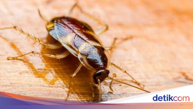 Ampuh! Ini 5 Cara Usir Kecoa dari Rumah