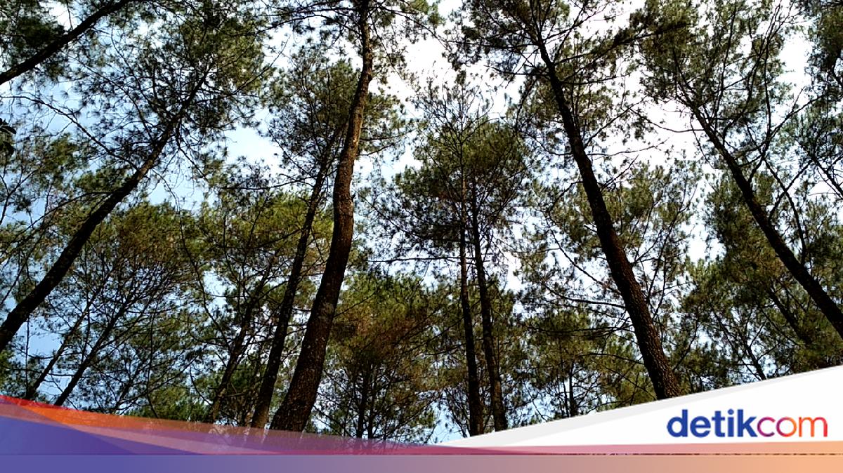 7 Wisata Hutan Pinus di Jawa Timur