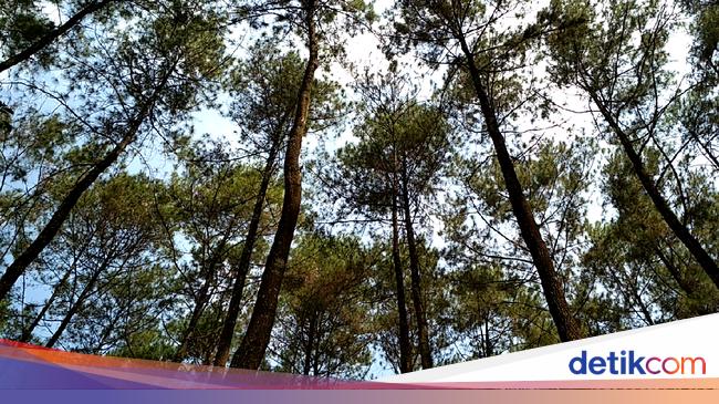 7 Wisata Hutan Pinus di Jawa Timur