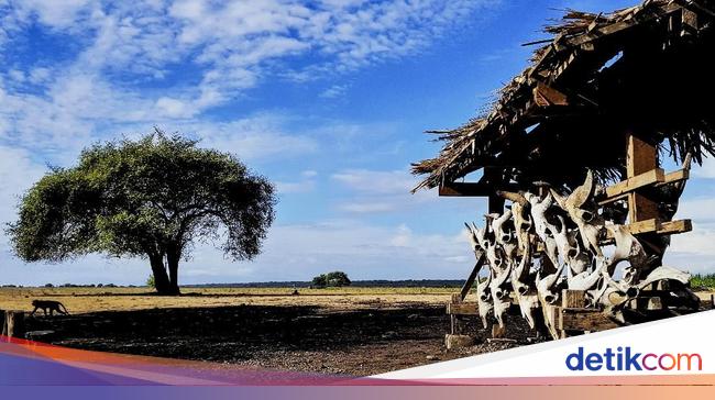 Menikmati Keindahan Alam di Baluran Africa Van Java