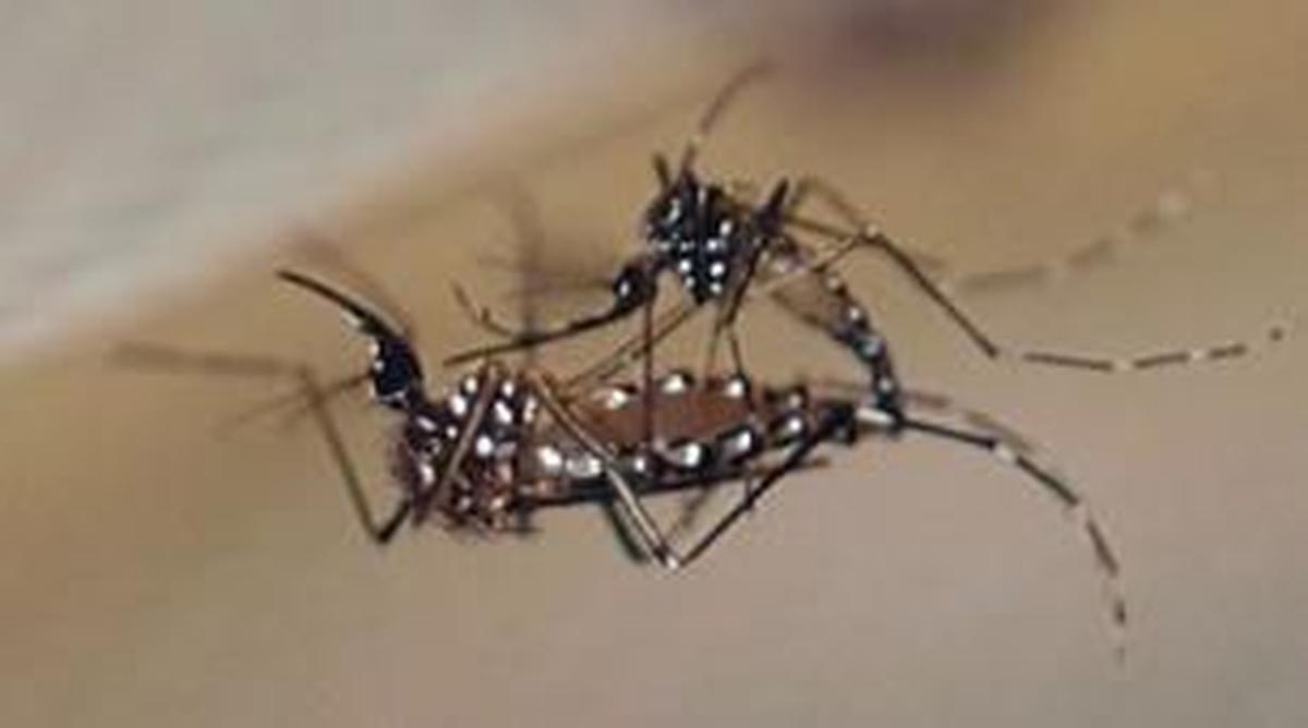 Kenalkan OX513A, Nyamuk Mutan 'Baik' yang Membawa Gen Bakteri dan Virus